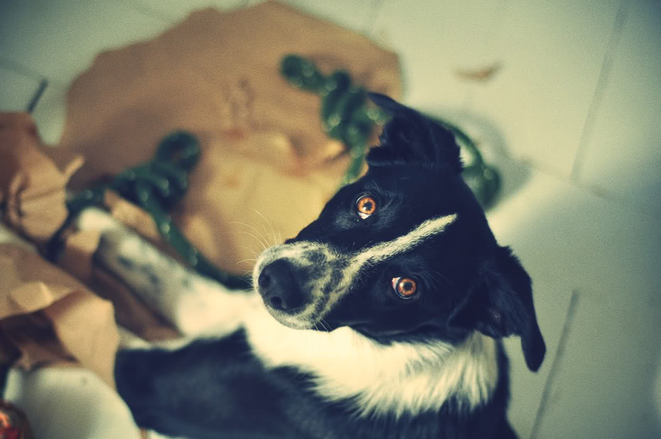 pausefisk - Emily Salomon