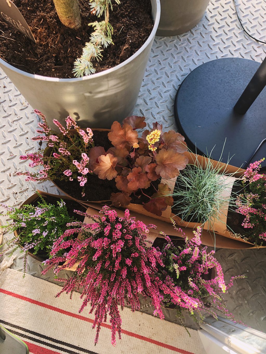 Skønheden i alting - Emily Salomon